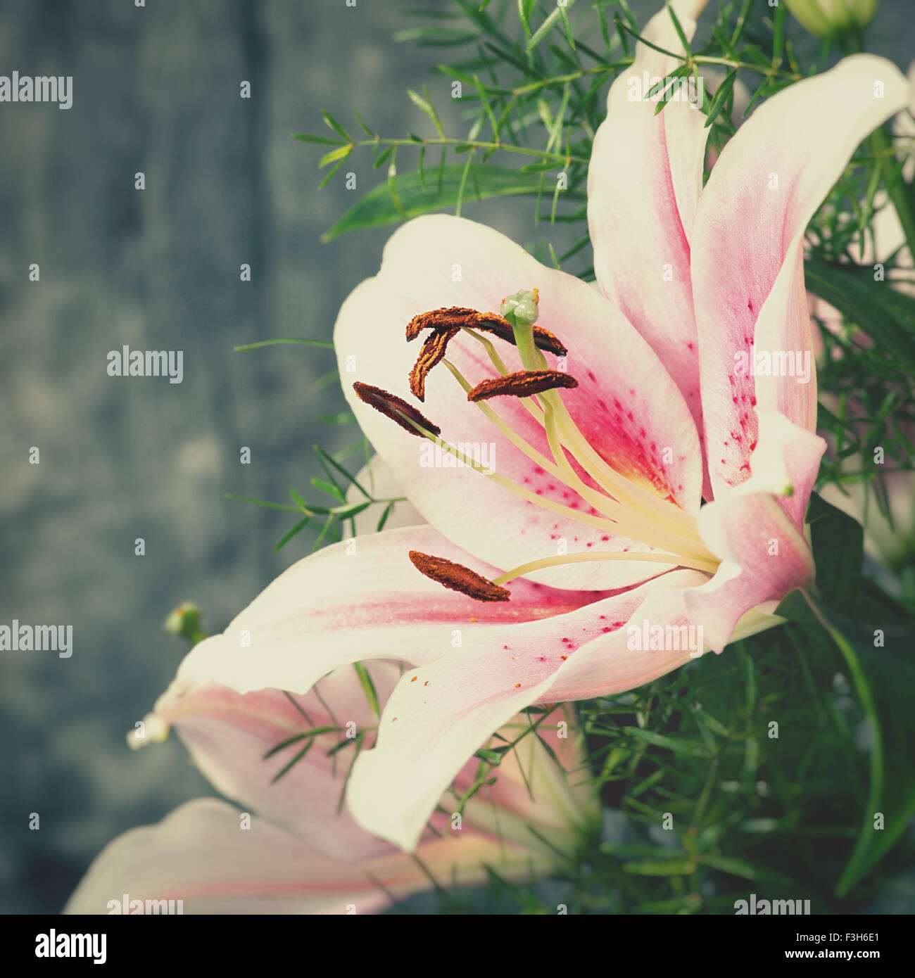 beauty lily flower, abstract natural backgrounds Stock Photo - Alamy