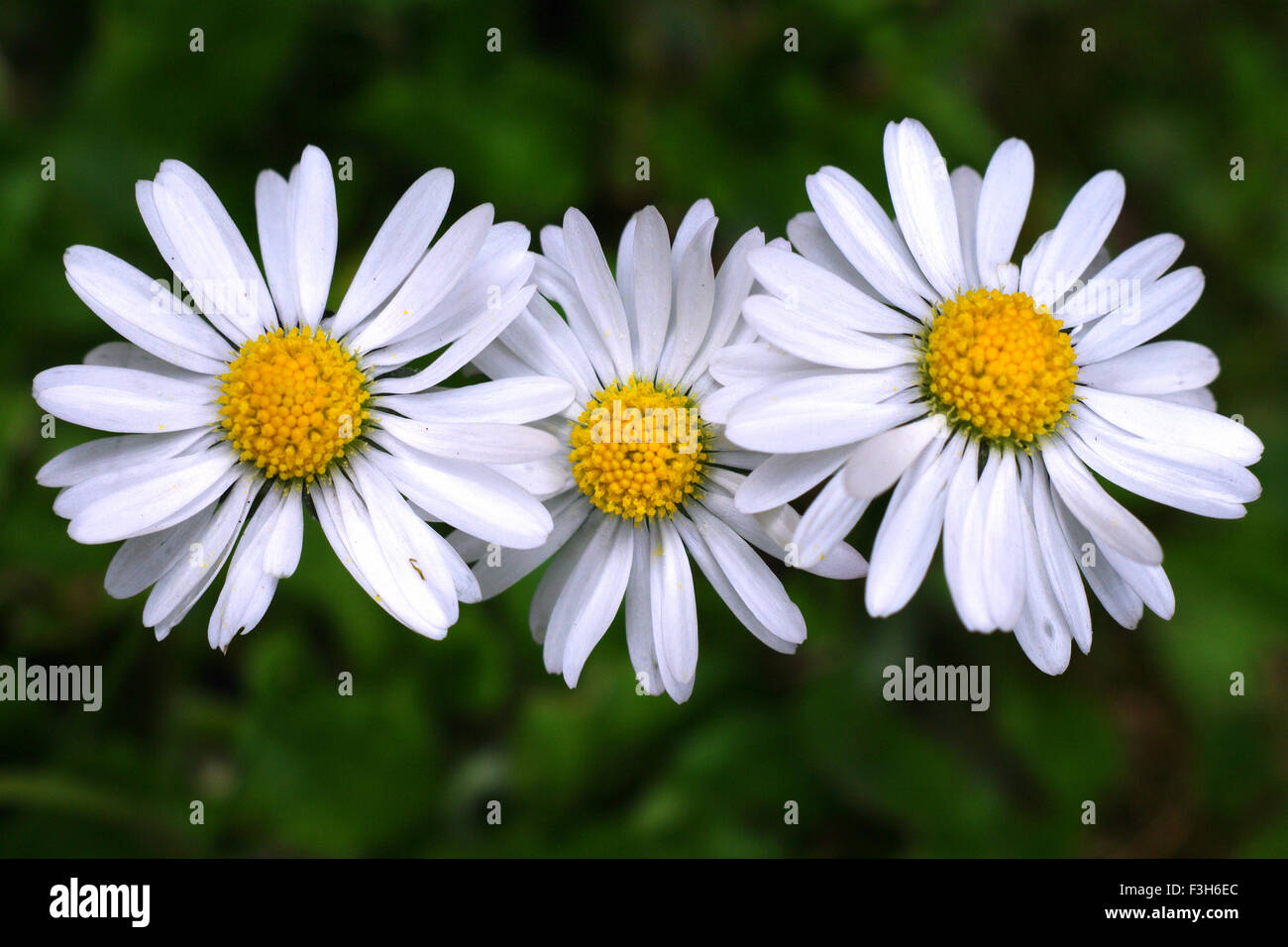Trio flower hi-res stock photography and images - Alamy