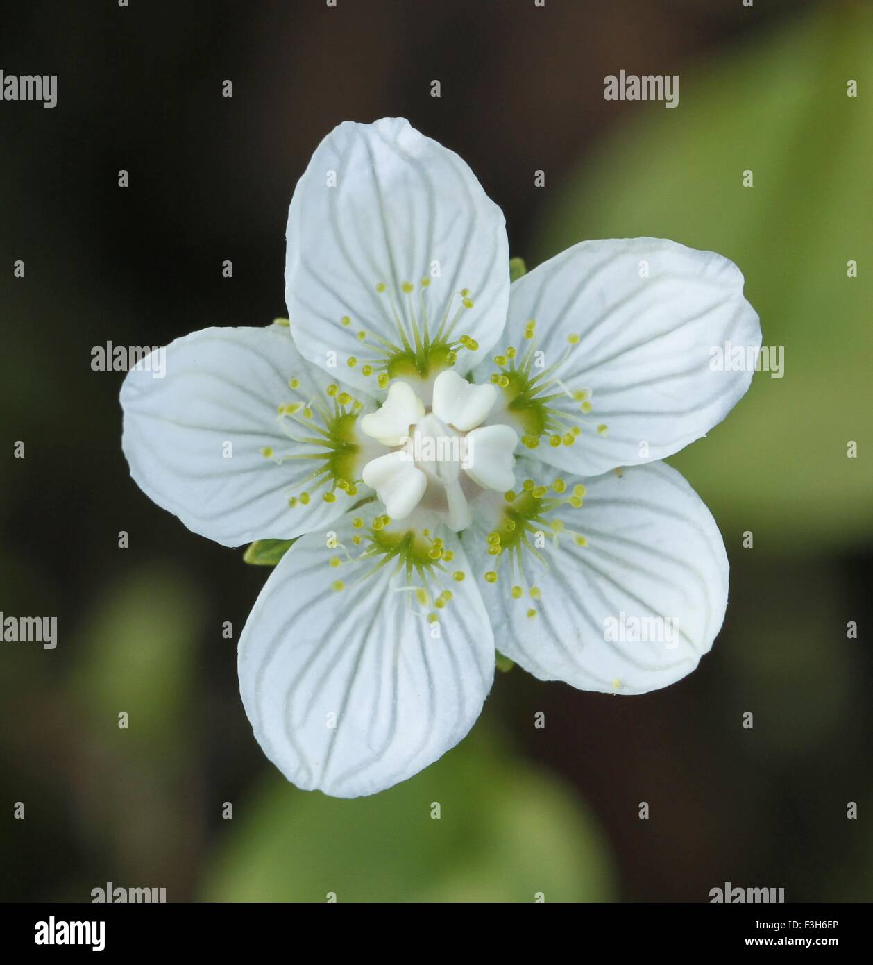 Flower of the Northern grass of Parnassus Parnassia palustris in ...