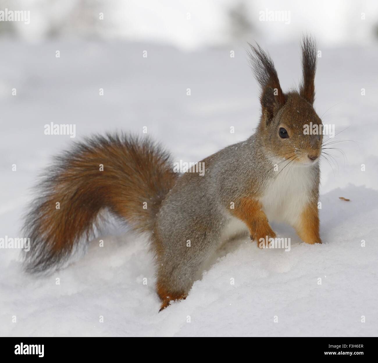 Red squirrel (Sciurus vulgaris) on the snow in Posio, Finnish Lapland ...