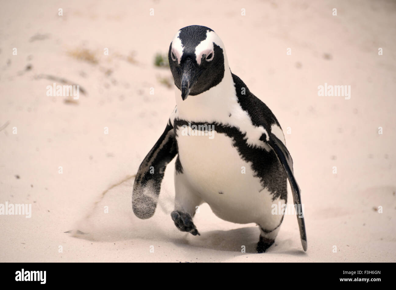 a walking penguin Stock Photo - Alamy