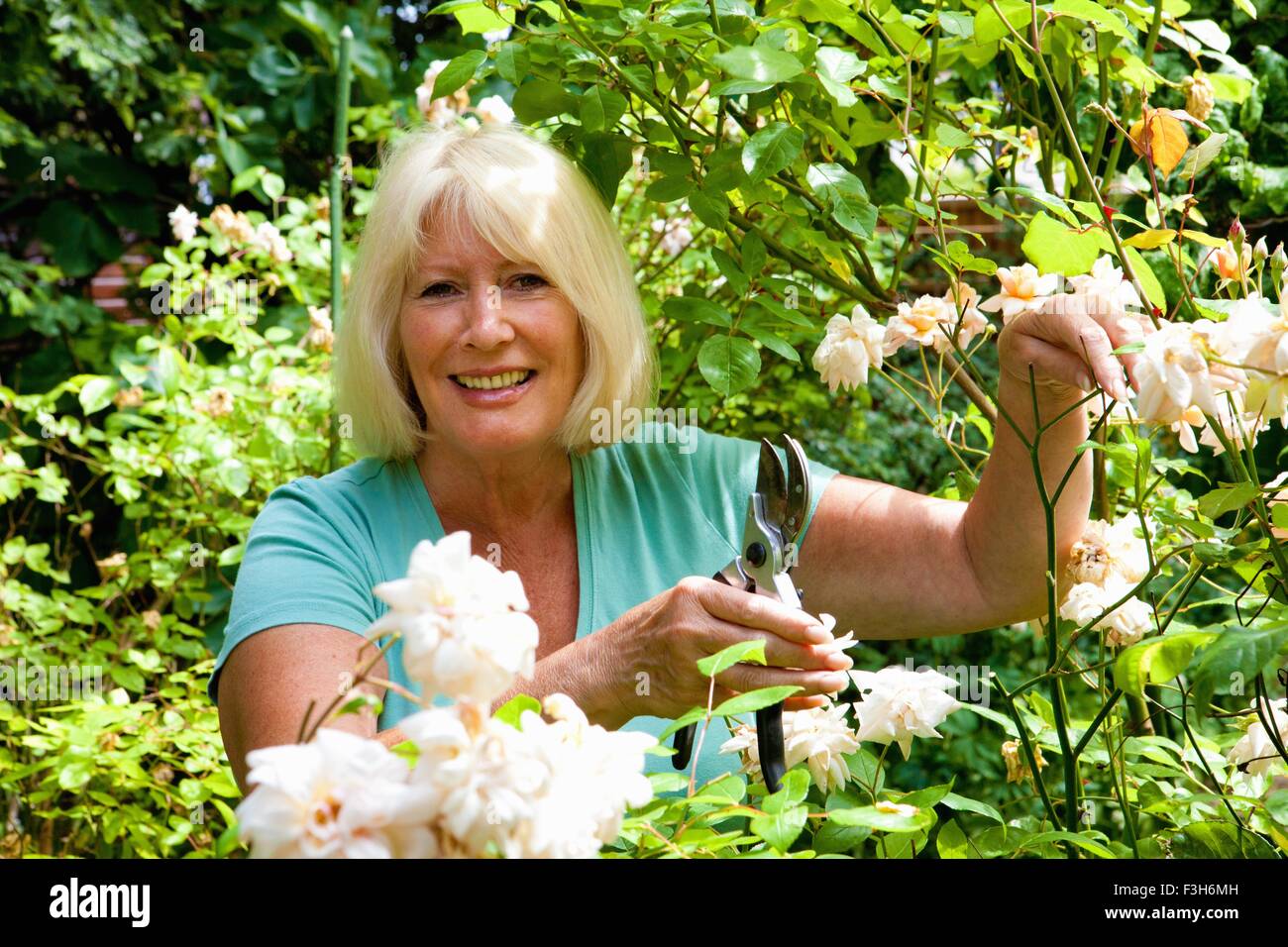 Woman Pruning Roses High Resolution Stock Photography and Images - Alamy