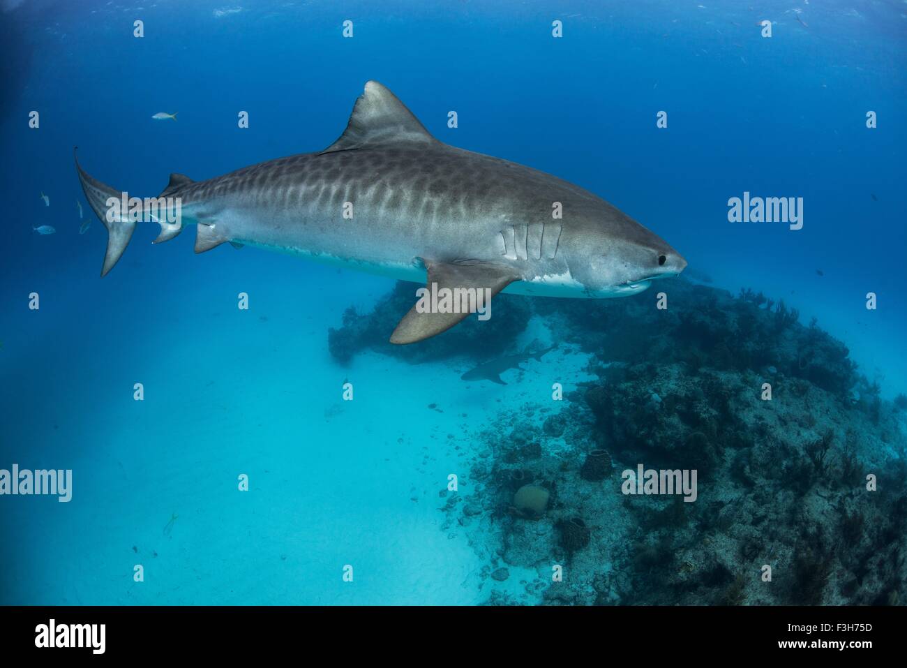 Tiger shark (galeocerdo cuvier) patroling reef in the north Bahamas ...