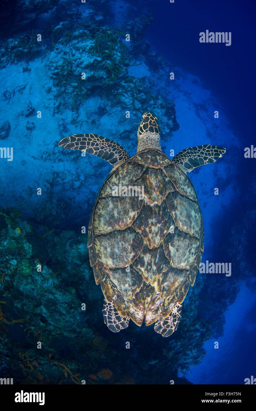 Hawksbill sea turtle swimming in hi-res stock photography and images ...