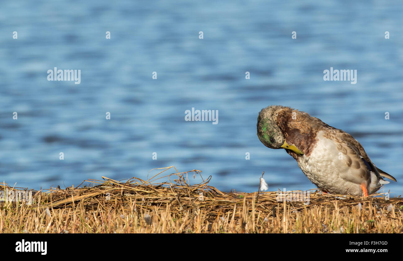 Drake Mallard in Eclipse Stock Photo - Alamy