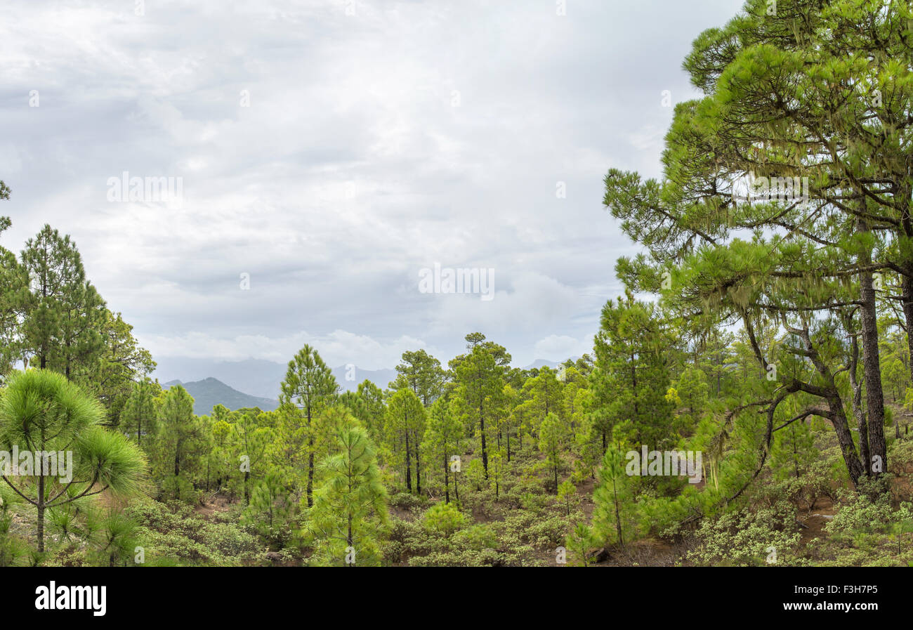 Gran Canaria, Nature Park Tamadaba, Canarian Pine trees of different ...