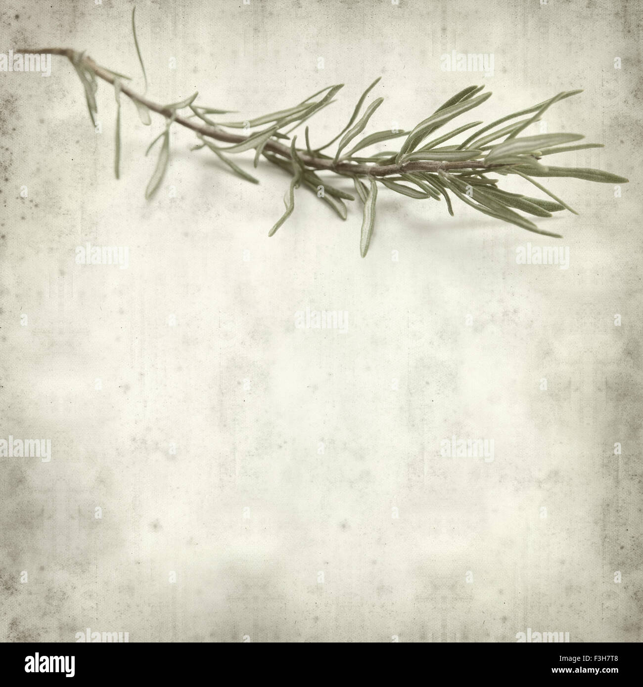 textured old paper background with rosemary twig Stock Photo - Alamy