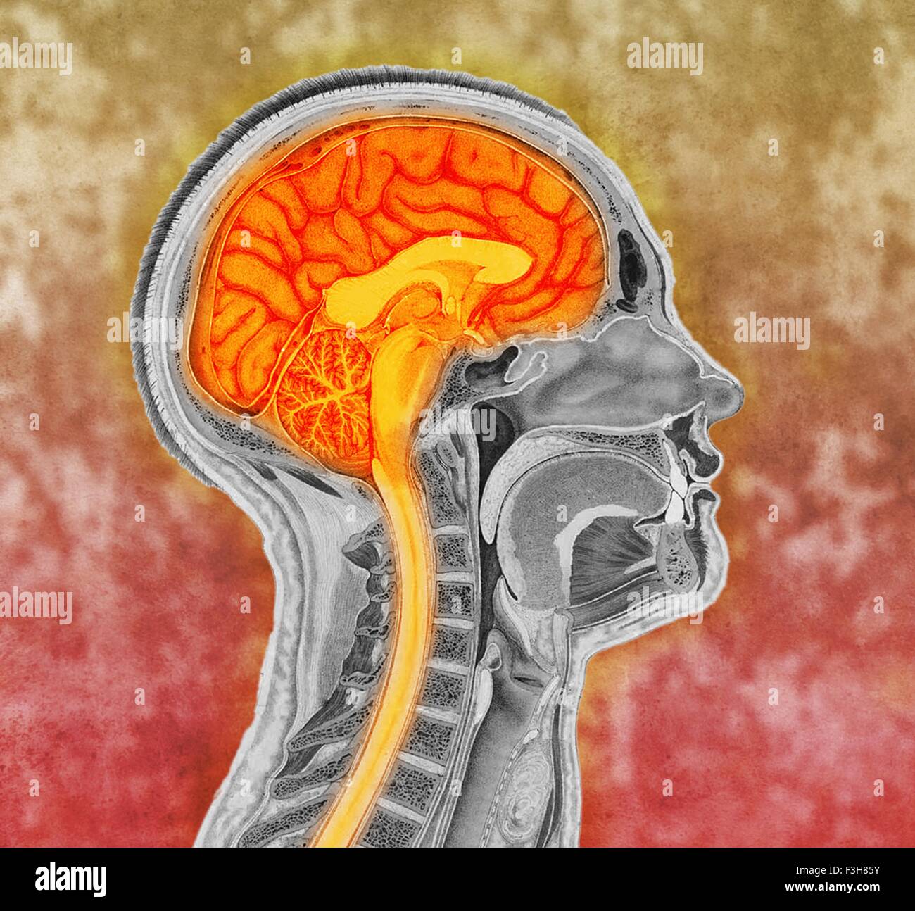 Human brain hi-res stock photography and images - Alamy