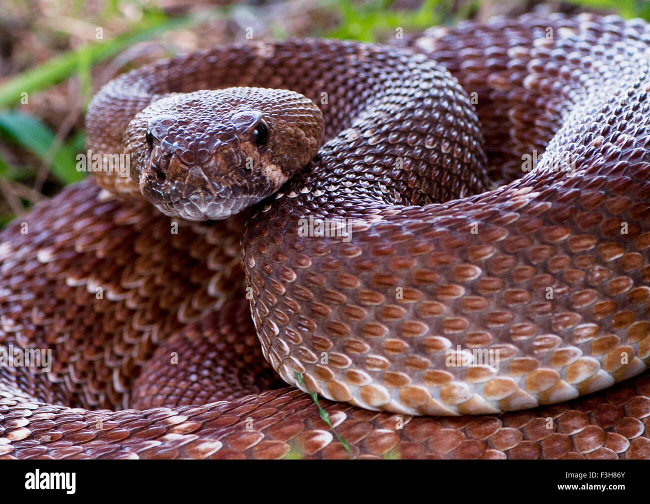 Pacific rattlesnake, (Crotalus oreganus), California, USA Stock Photo ...