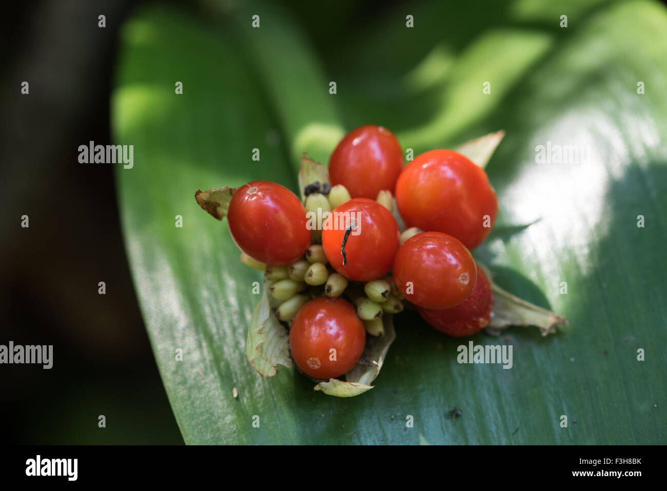 Bright red berries on a plant growing in the lowveld botanical gardens ...