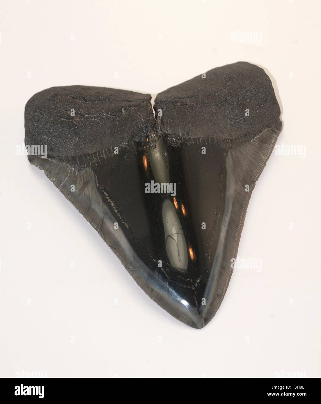 Fossil mackerel shark tooth hi-res stock photography and images - Alamy