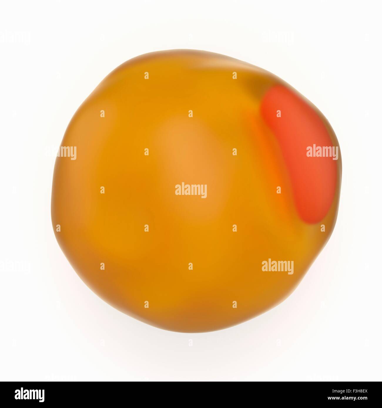 Adipocyte hi-res stock photography and images - Alamy