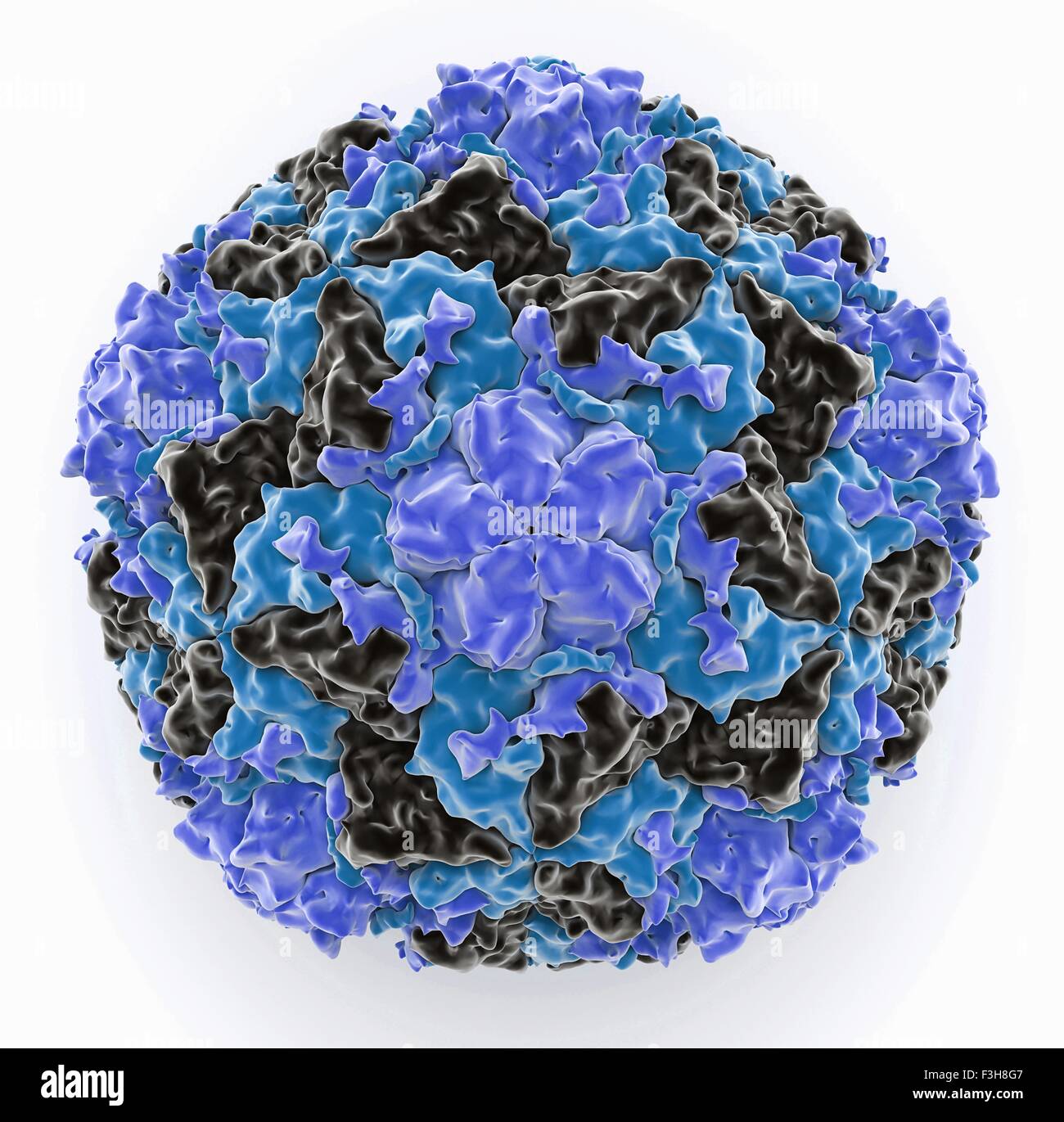 Human rhinovirus hi-res stock photography and images - Alamy