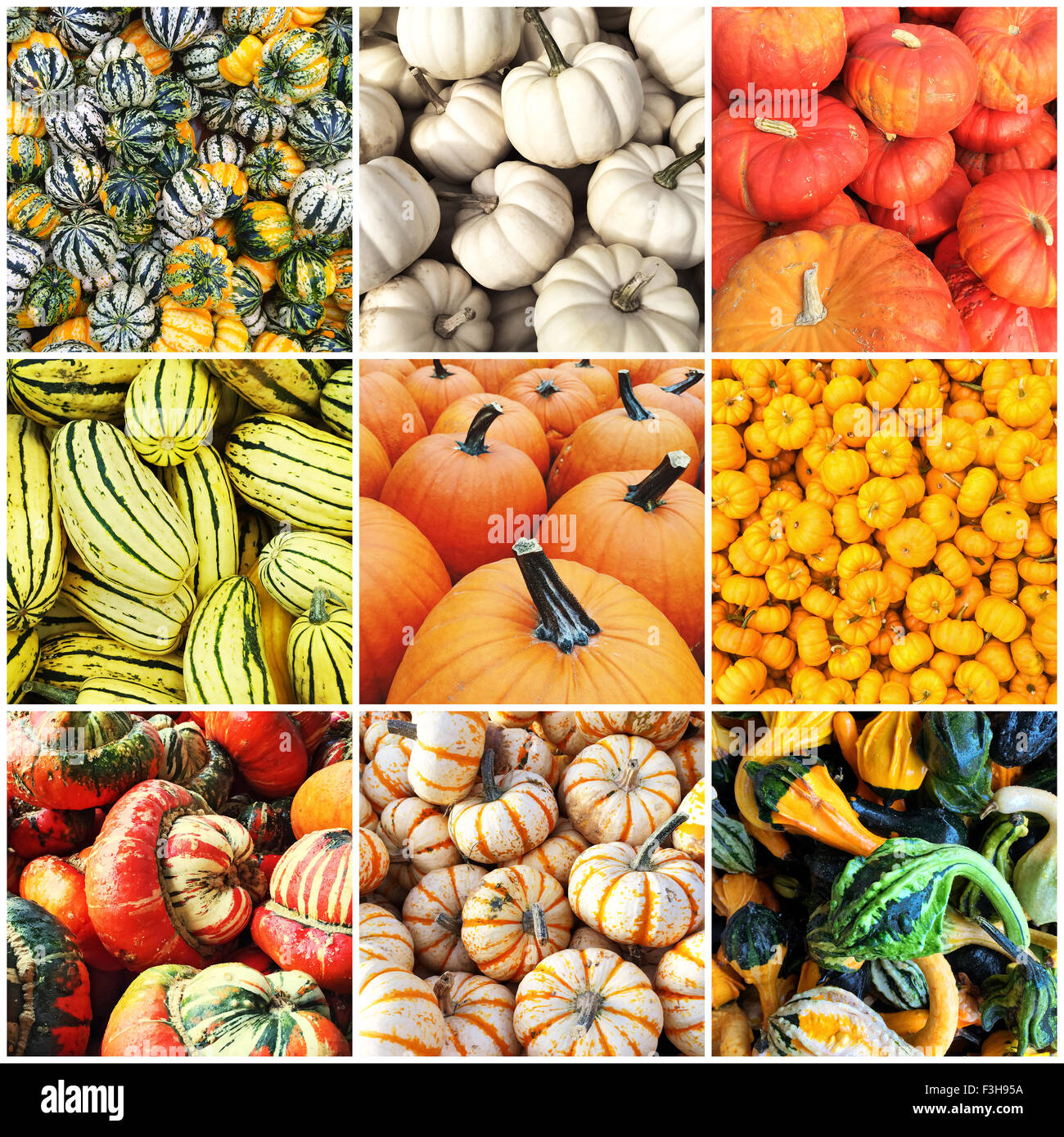 Squash varieties hi-res stock photography and images - Alamy