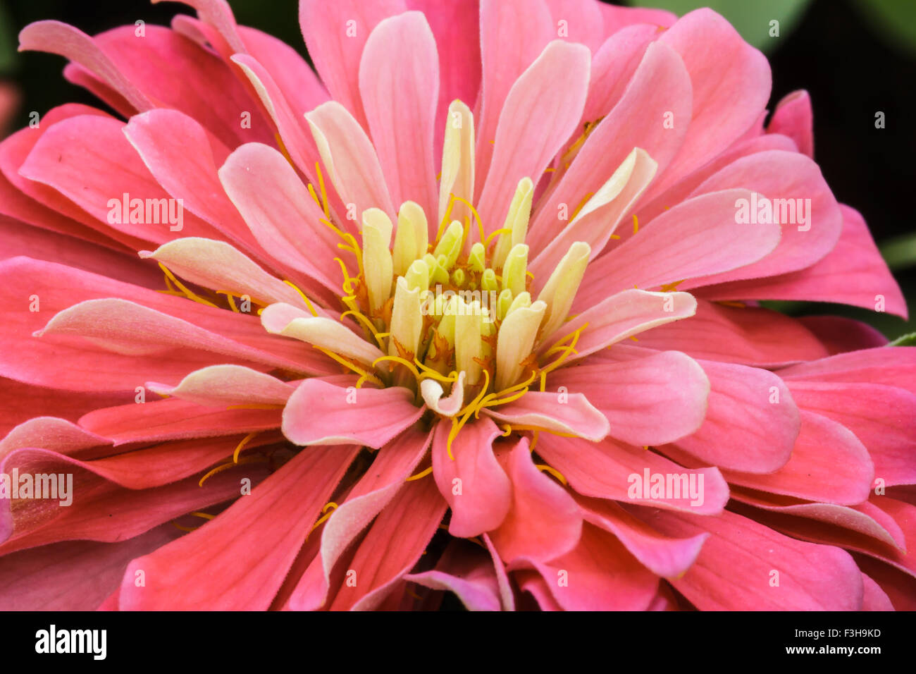 Red impatiens flower Stock Photo - Alamy