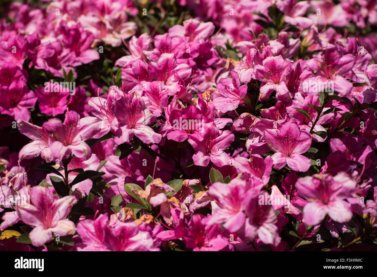 Bright colourful spectacular flowers hi-res stock photography and ...