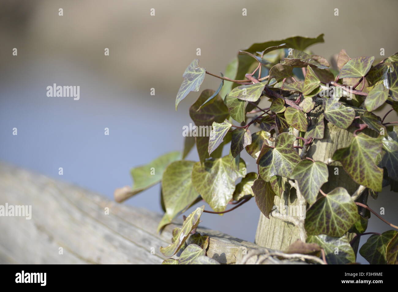 Ivyplant hi-res stock photography and images - Alamy