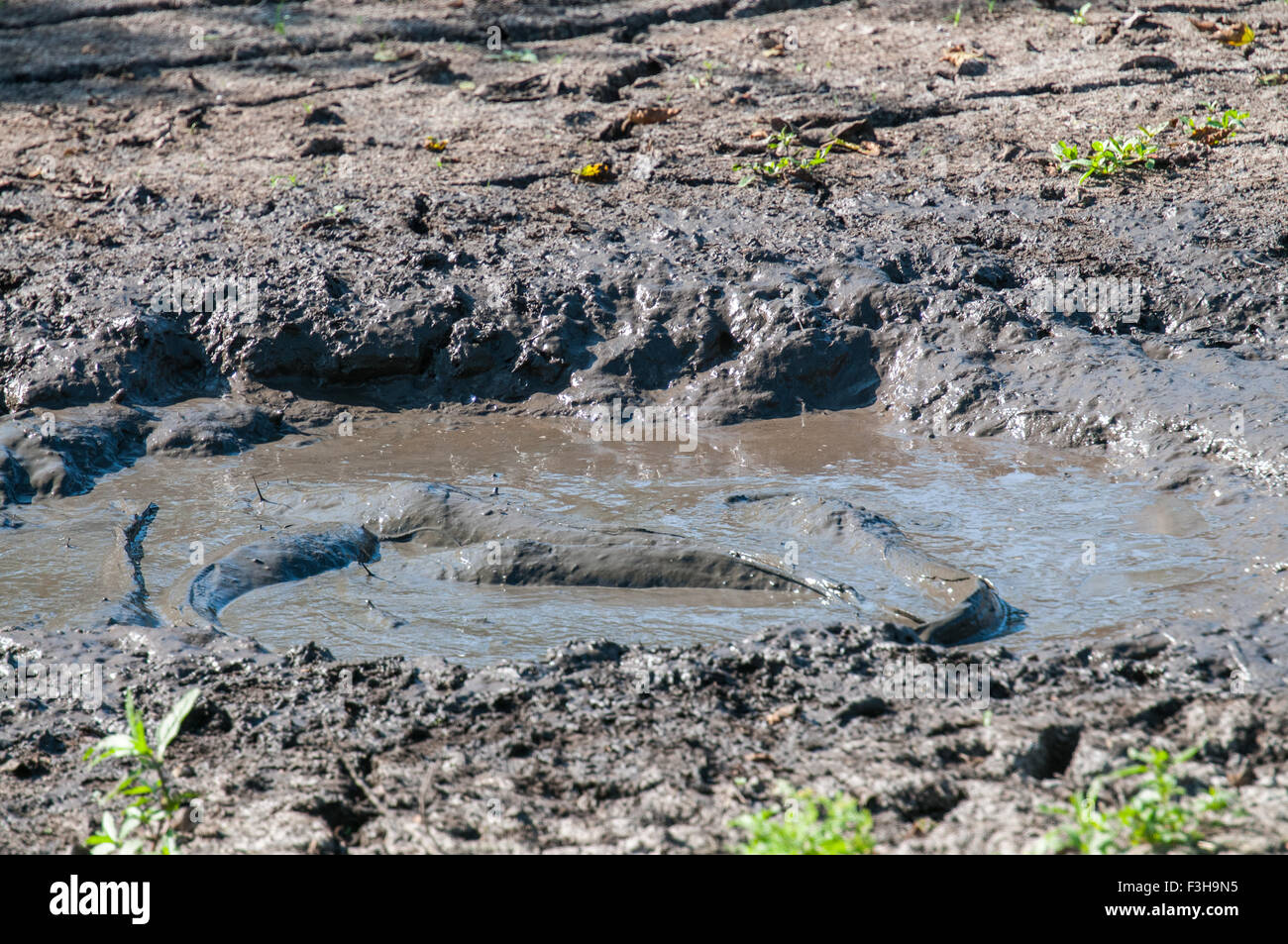 Drought mud puddle hi-res stock photography and images - Alamy