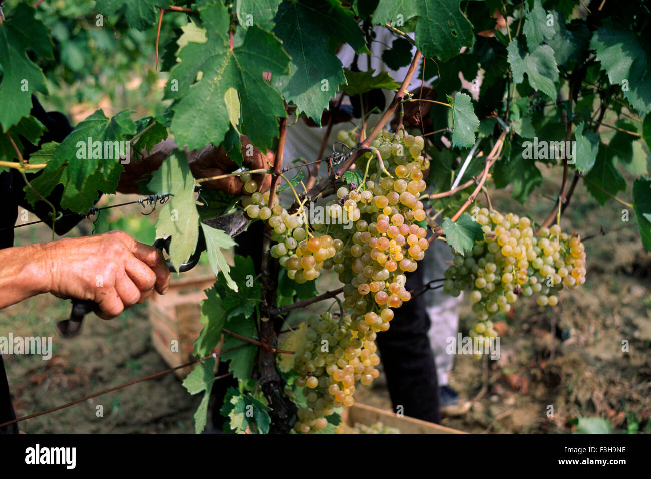 Italy grape pickers hi-res stock photography and images - Alamy