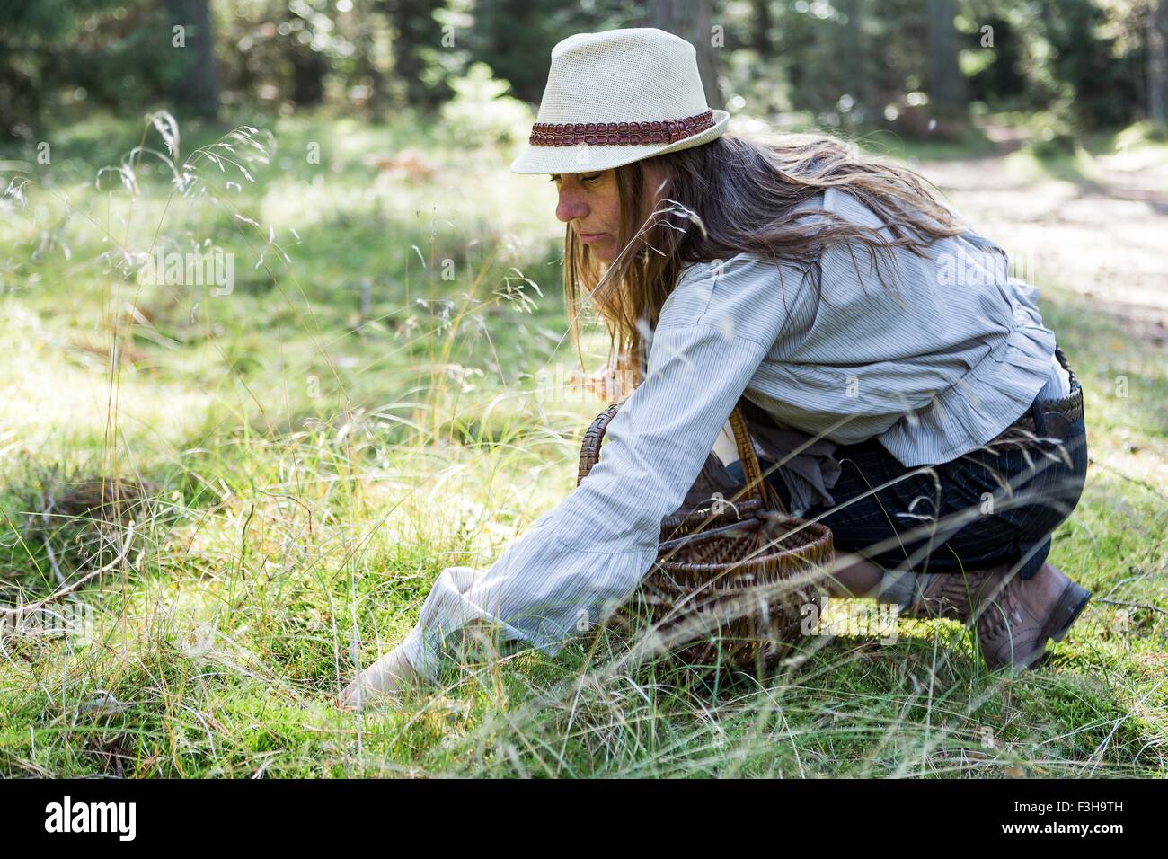 Foraging for food and self sufficiency hi-res stock photography and ...