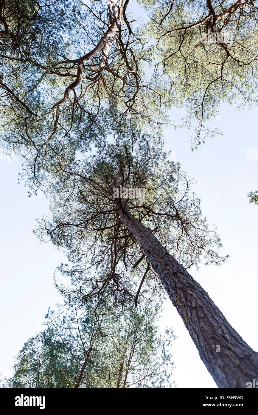 Low angle view forest hi-res stock photography and images - Alamy