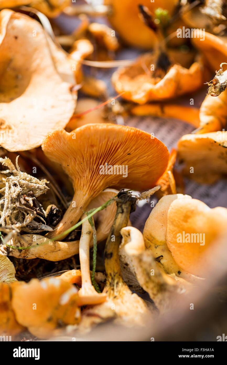 Foraged nature hi-res stock photography and images - Alamy