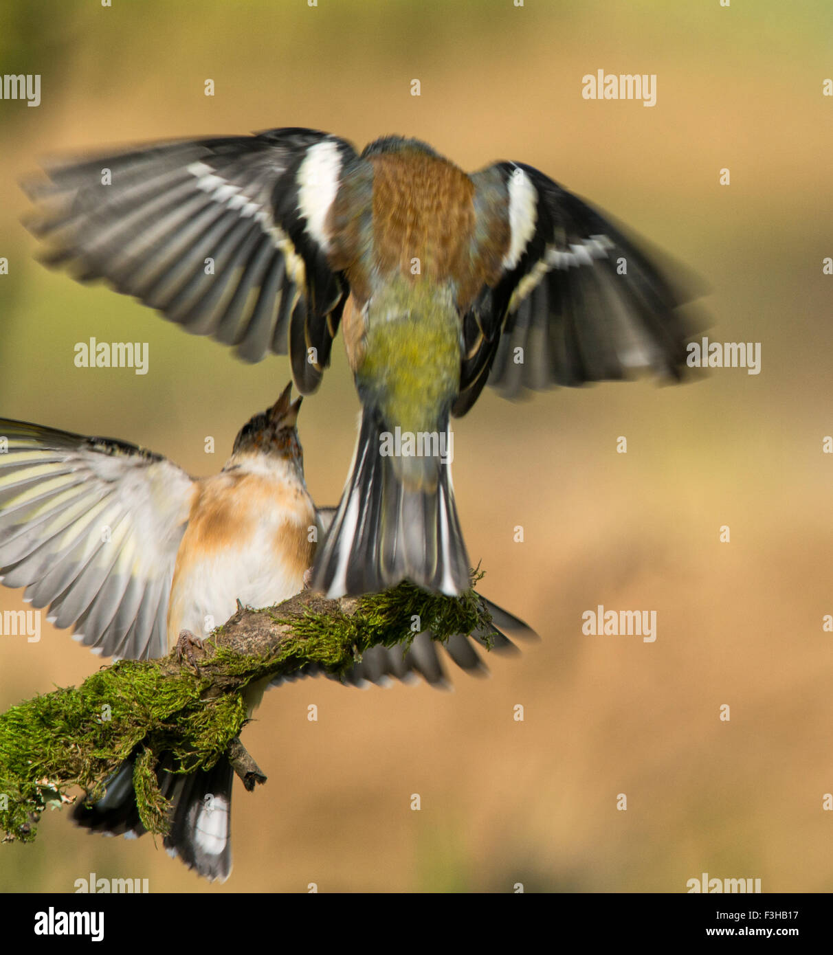 Finches flying hi-res stock photography and images - Alamy