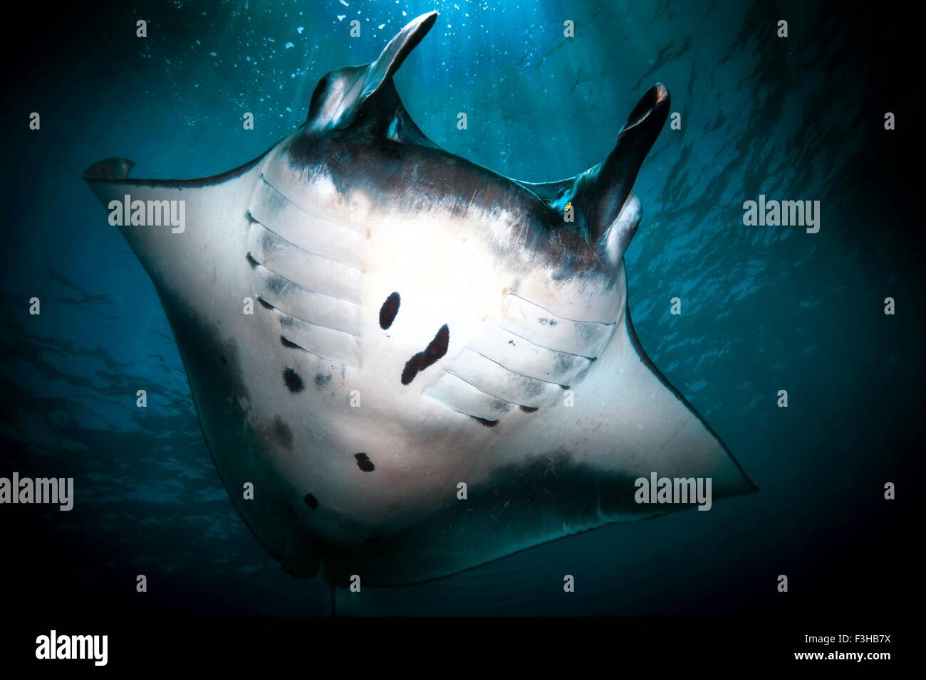 Underwater low angle view of Manta Ray (manta alfredi) feeding at ocean ...