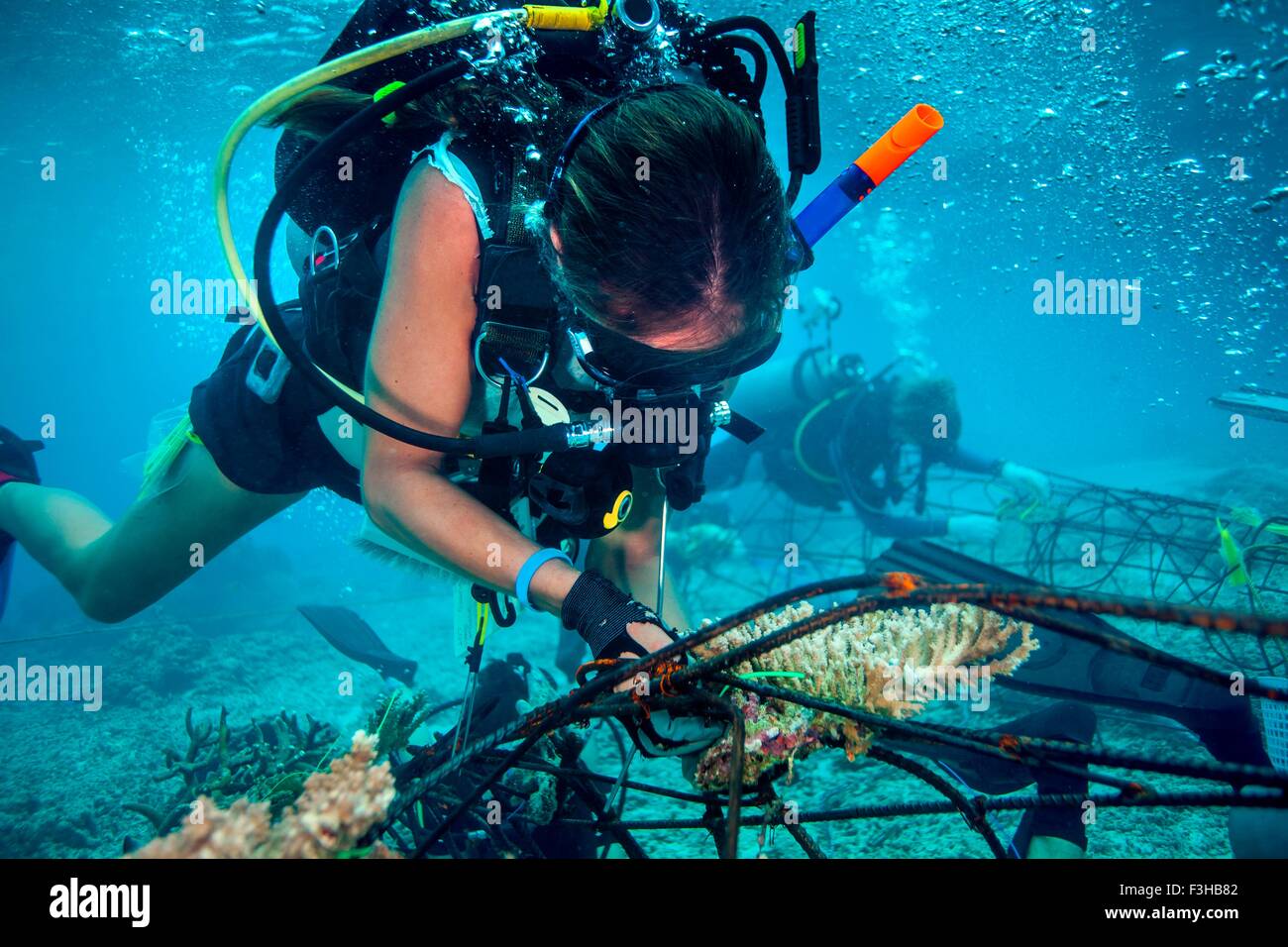 Underwater view of diver fixing a seacrete, (artificial steel reef with ...