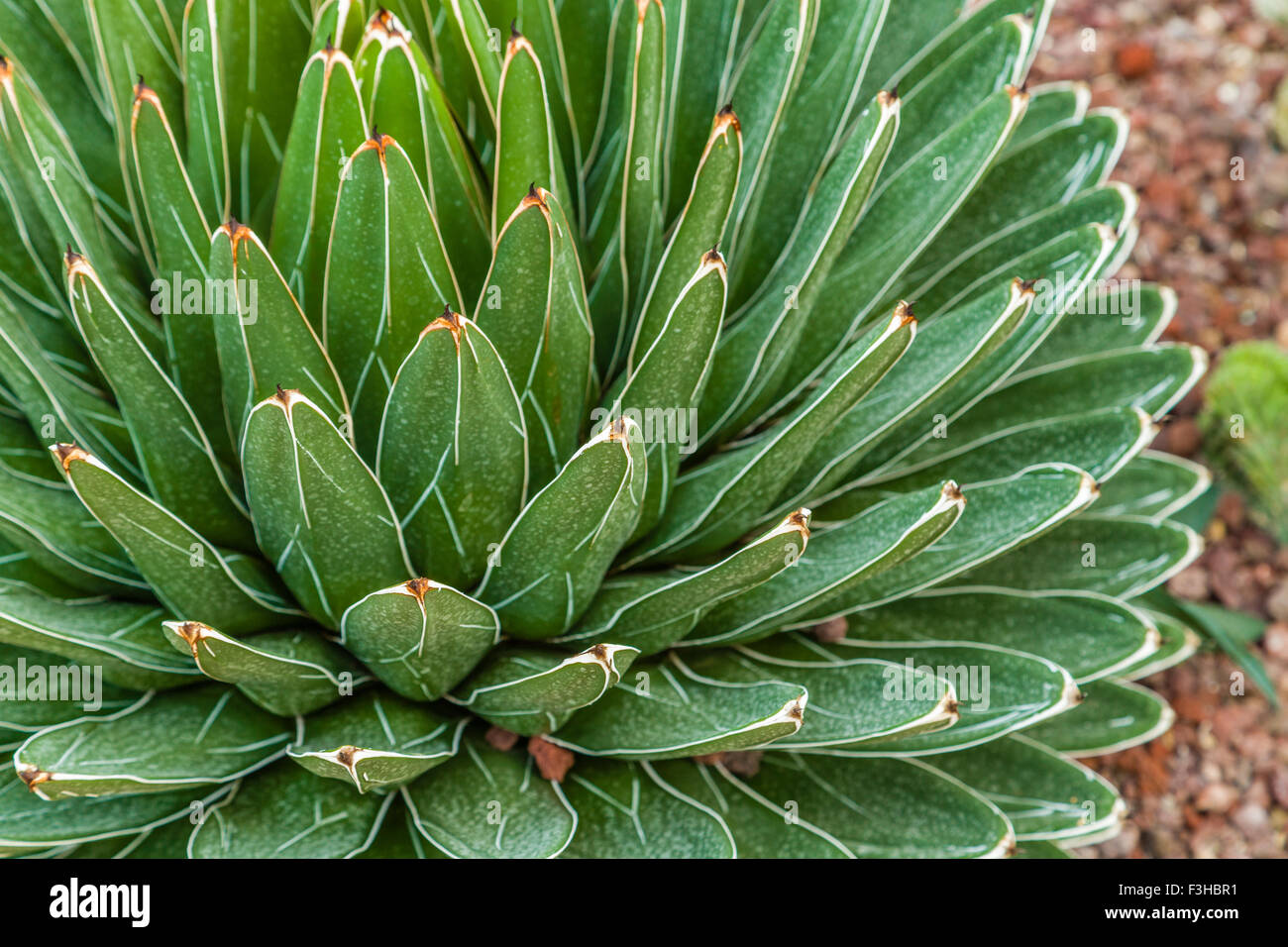 Straight leaves hi-res stock photography and images - Alamy