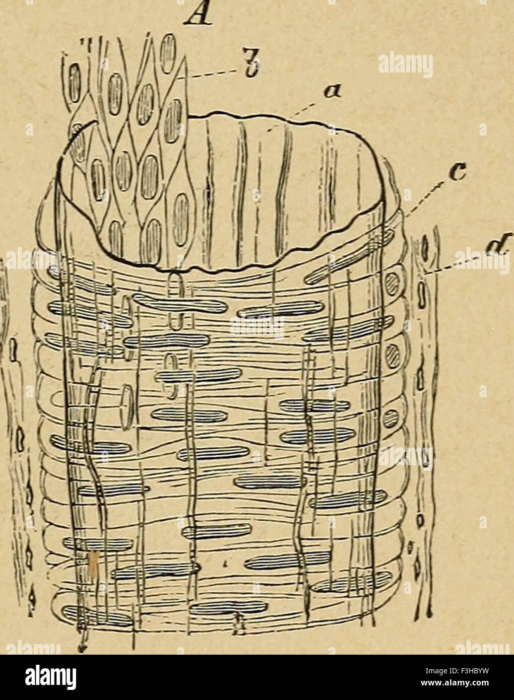 Eléments d'anatomie et de physiologie génitale et obstétricale ...