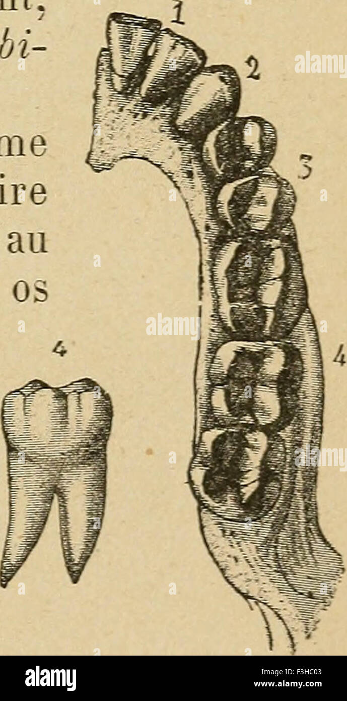 Eléments d'anatomie et de physiologie génitale et obstétricale ...