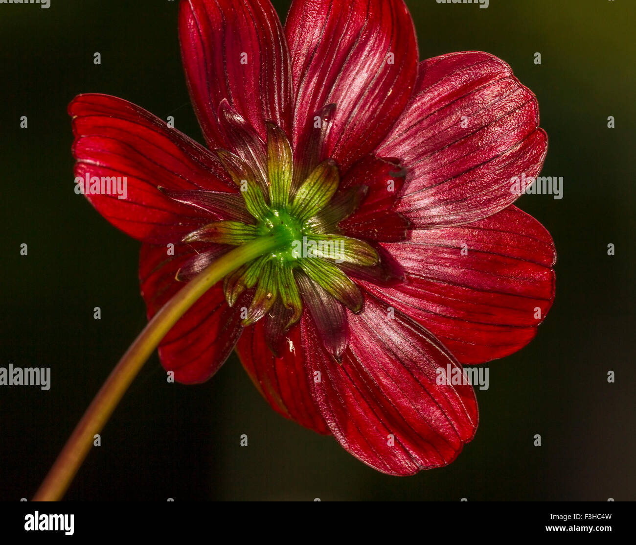 Cosmos chocolate cosmos hi-res stock photography and images - Alamy