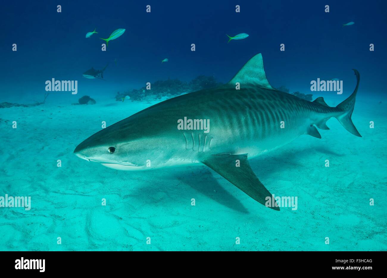 Tiger shark swimming on seabed, Tiger Beach, Bahamas Stock Photo - Alamy
