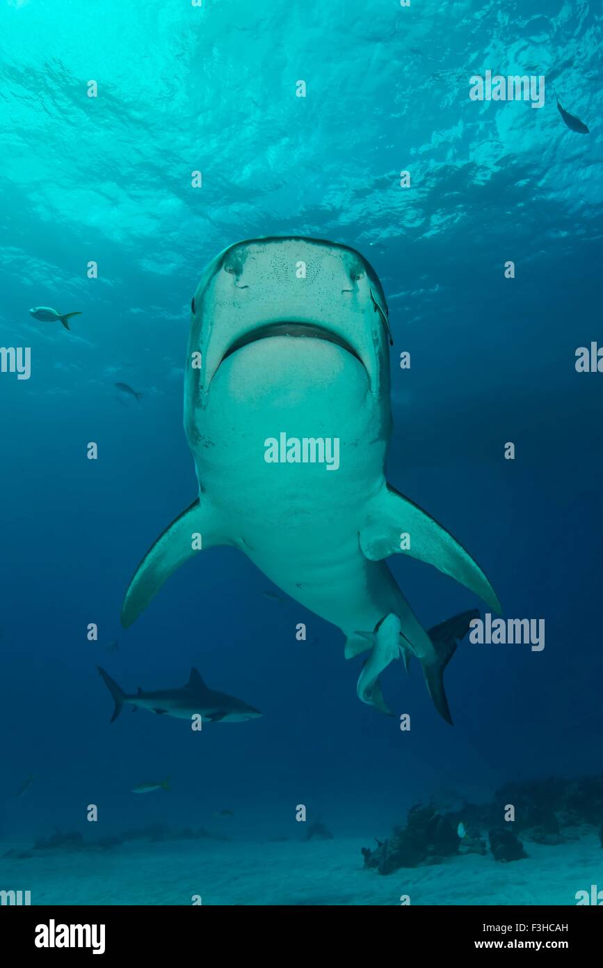 Low angle view of tiger shark swimming, Tiger Beach, Bahamas Stock ...