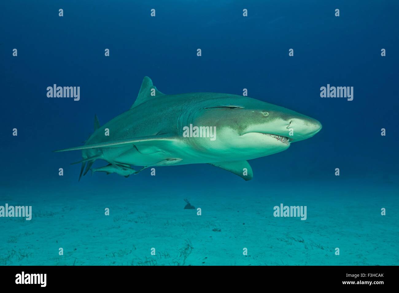 Lemon shark hi-res stock photography and images - Alamy