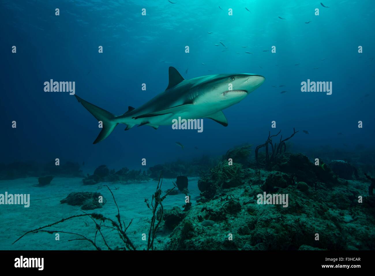 Underwater view of reef shark swimming above seabed, Tiger Beach ...