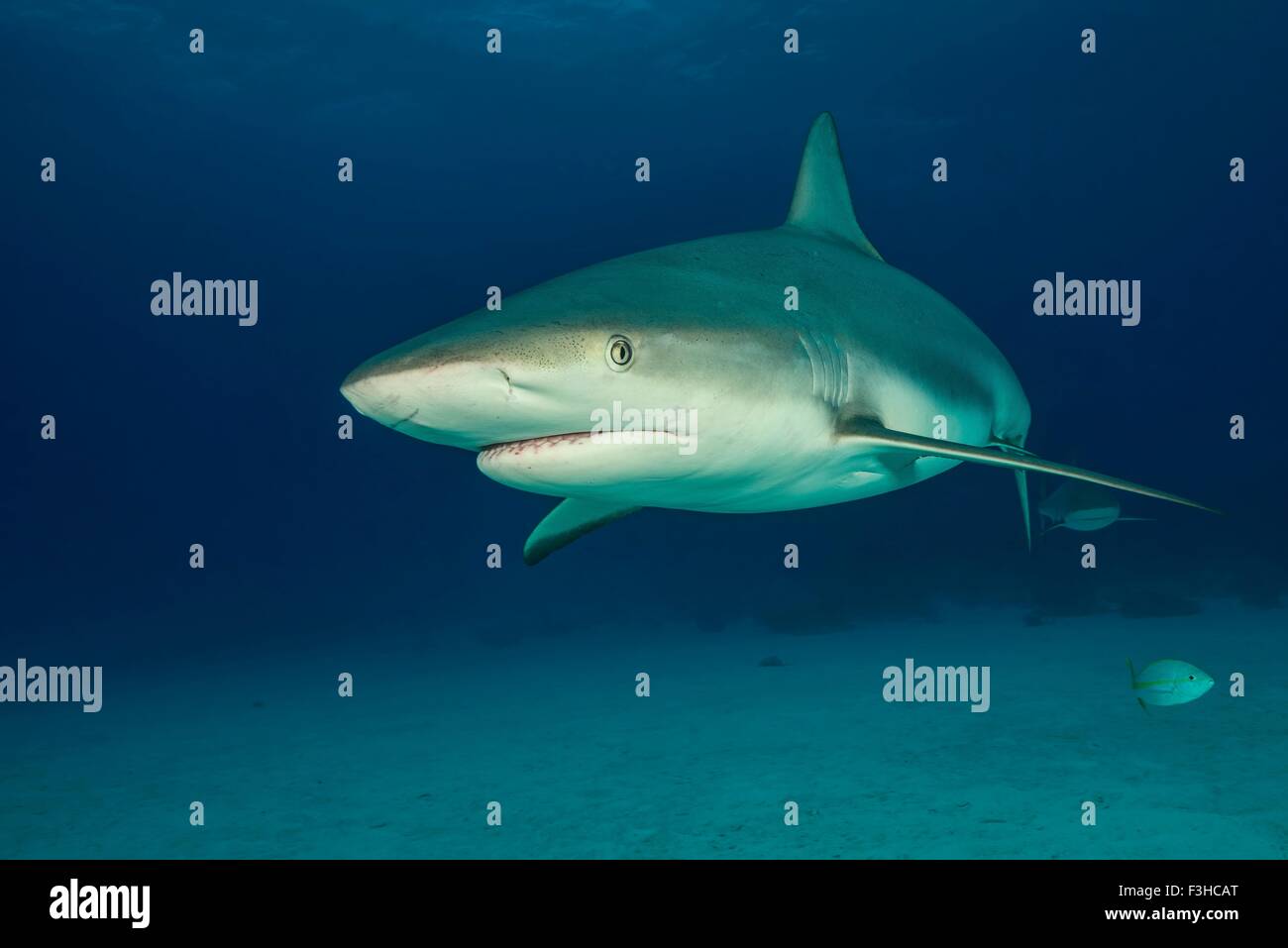 Underwater portrait of reef shark above seabed, Tiger Beach, Bahamas ...