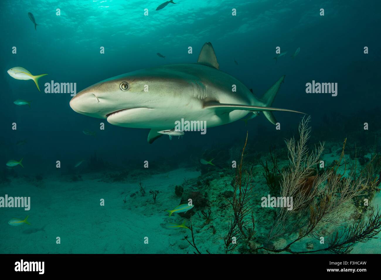 Underwater portrait of reef shark swimming above seabed, Tiger Beach ...
