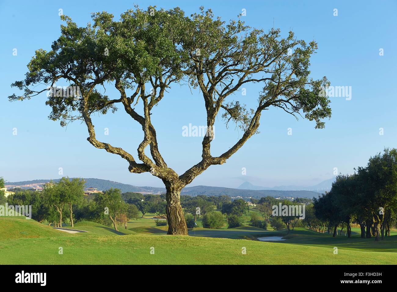 Tree on golf course Stock Photo - Alamy