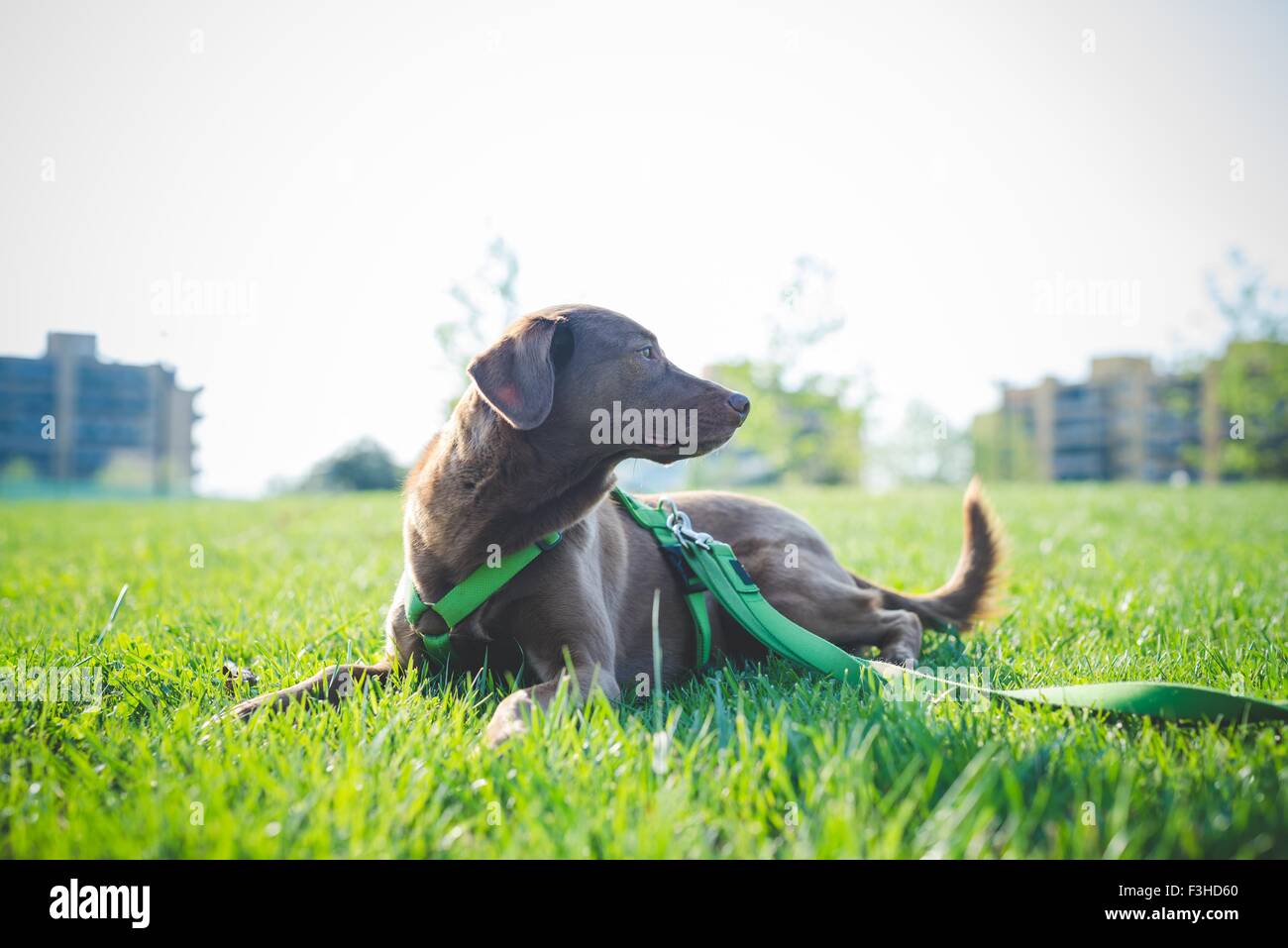 Portrait of dog looking over its shoulder in park Stock Photo - Alamy