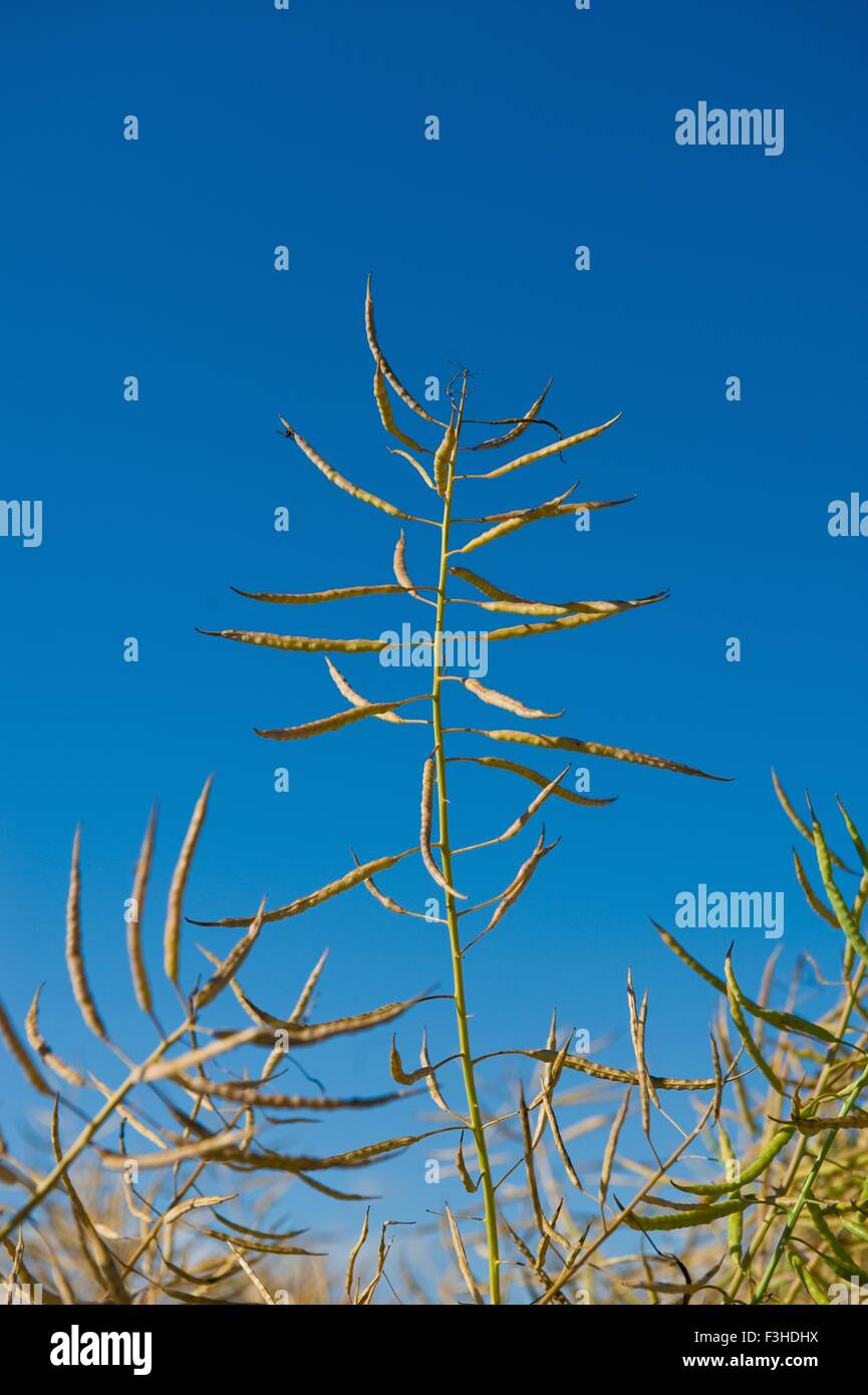 Blue seed pods hi-res stock photography and images - Alamy