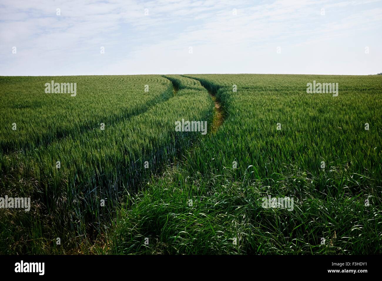 Tracks in cornfield hi-res stock photography and images - Alamy