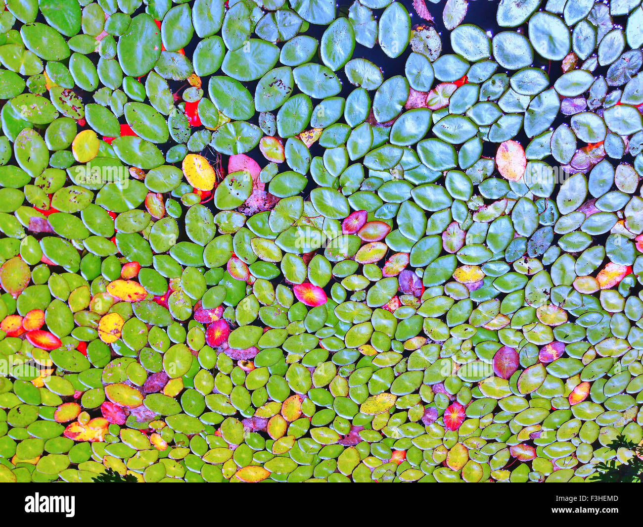 Perfect colors hi-res stock photography and images - Alamy