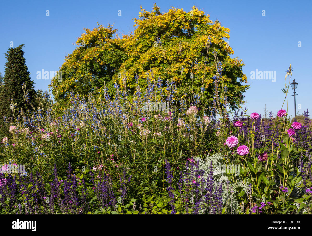 A view of the beautiful wild flowers growing in Hyde Park, London Stock ...