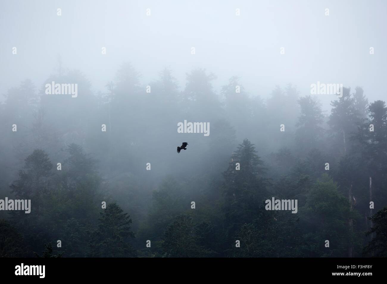 Flying over forest hi-res stock photography and images - Alamy