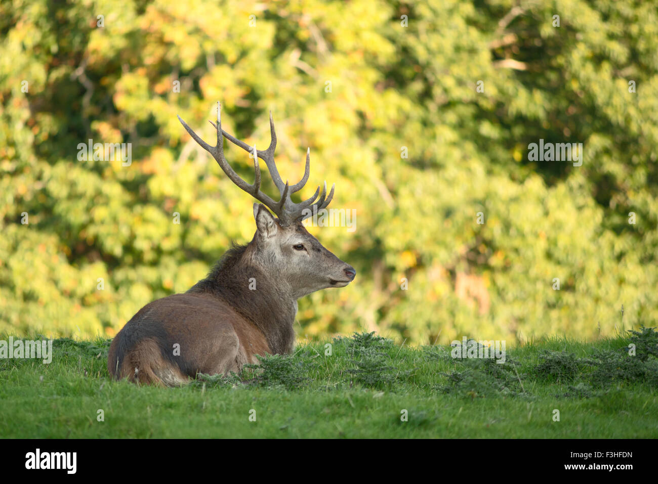Havier hi-res stock photography and images - Alamy