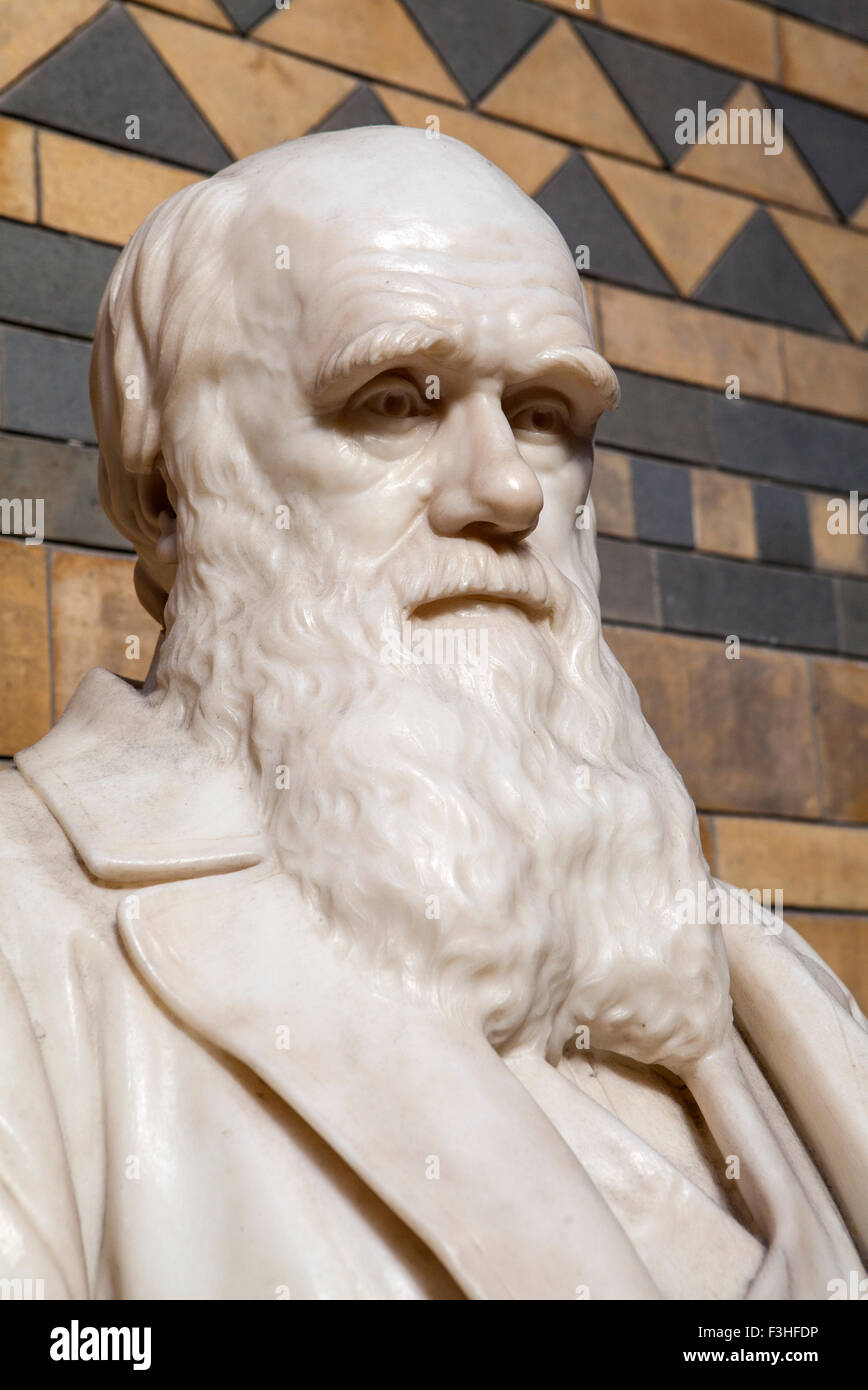 A statue of Charles Darwin located in the Natural History Museum in ...
