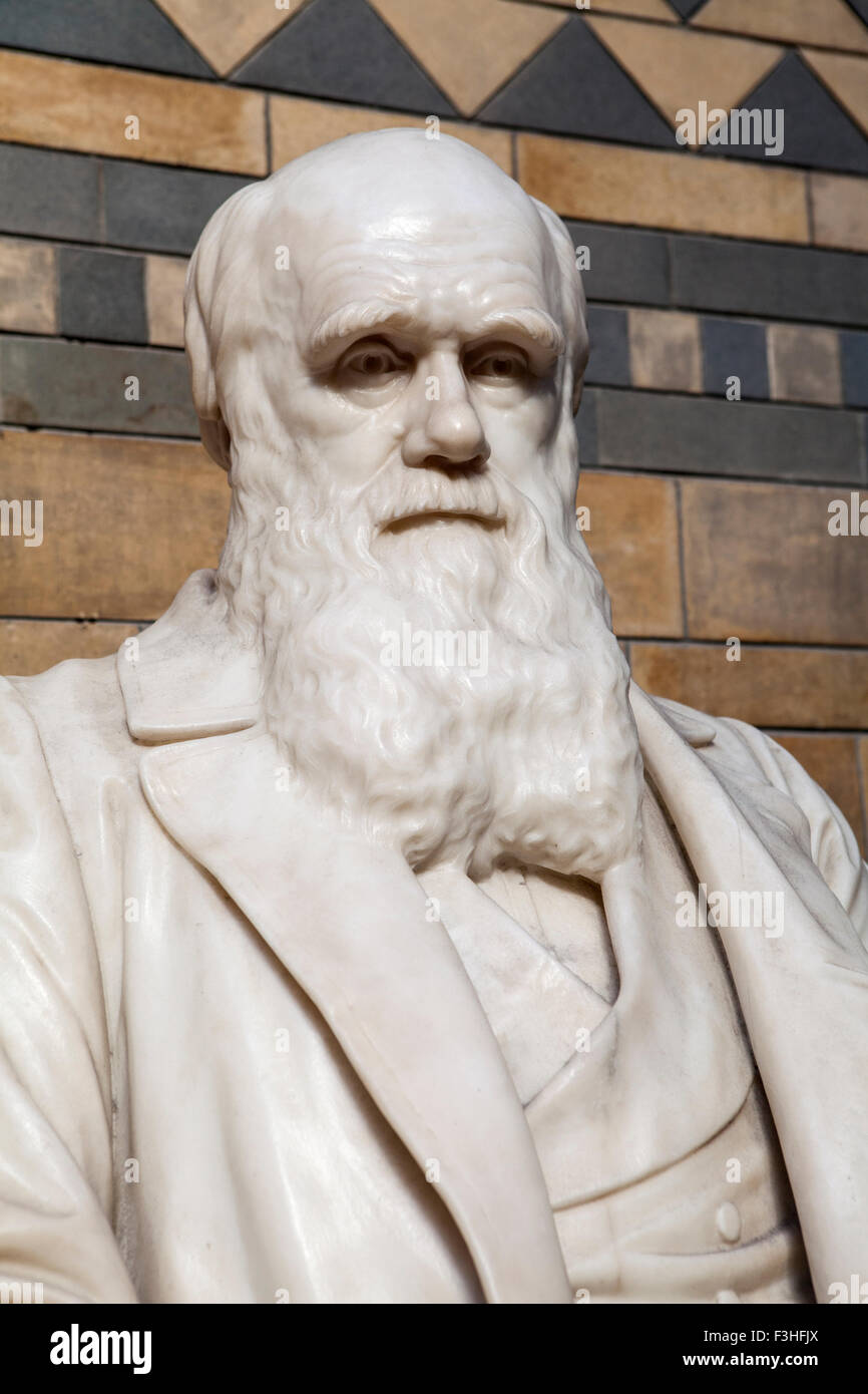 A statue of Charles Darwin located in the Natural History Museum in ...