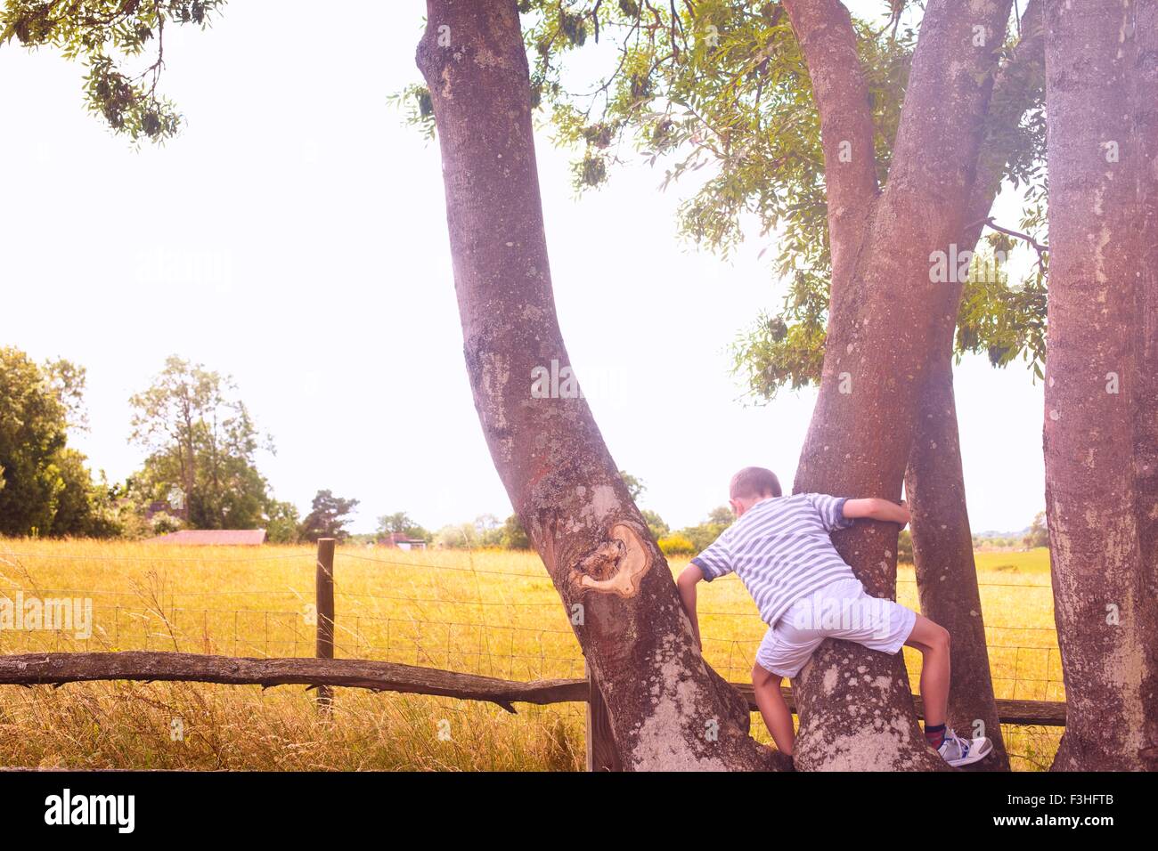 Boy climbing tree hi-res stock photography and images - Alamy
